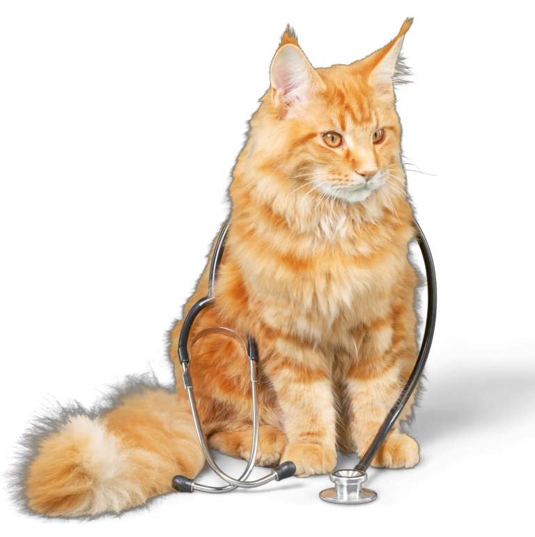 A Student’s Guide to Gaining Pre-Vet Experience – Augustana College